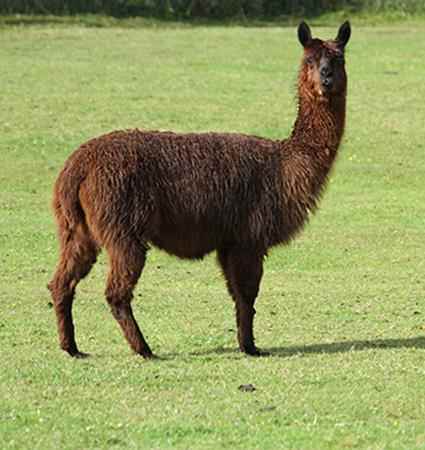 Alpaka
