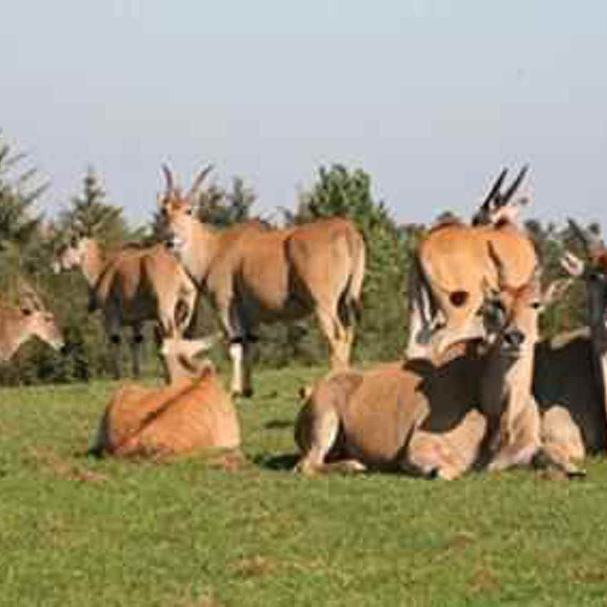 Eland-antilope